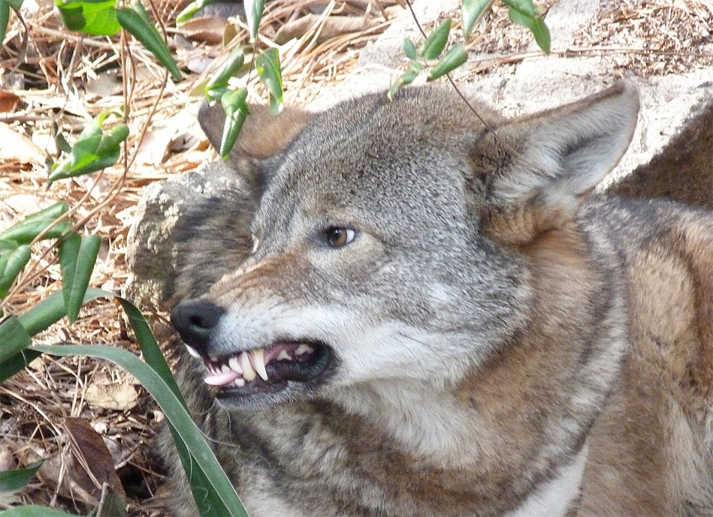 Puppies at NY Wolf Conservation Center | Animal Keeper Blog