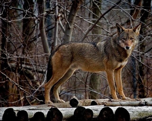 Our new red wolf male | Animal Keeper Blog